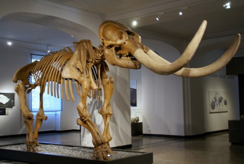 The Artist in His Museum: Peale’s Mastodon | EXTINCT MONSTERS