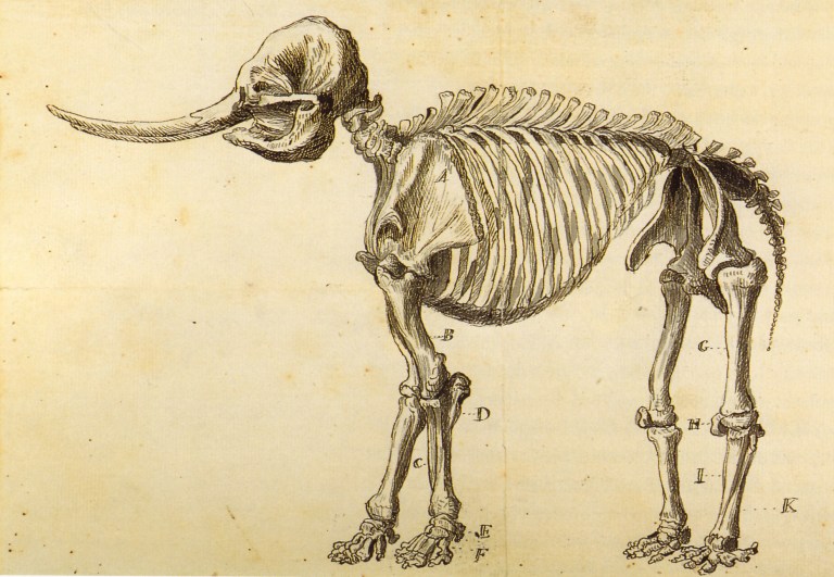 The Artist in His Museum: Peale’s Mastodon | EXTINCT MONSTERS