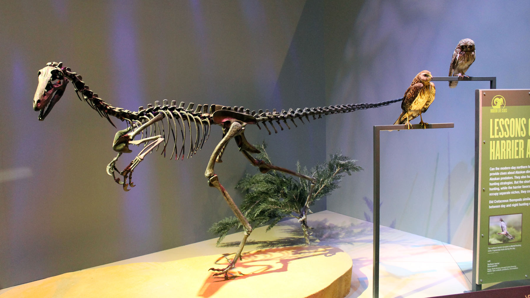 Fossil Mount FAQs | EXTINCT MONSTERS