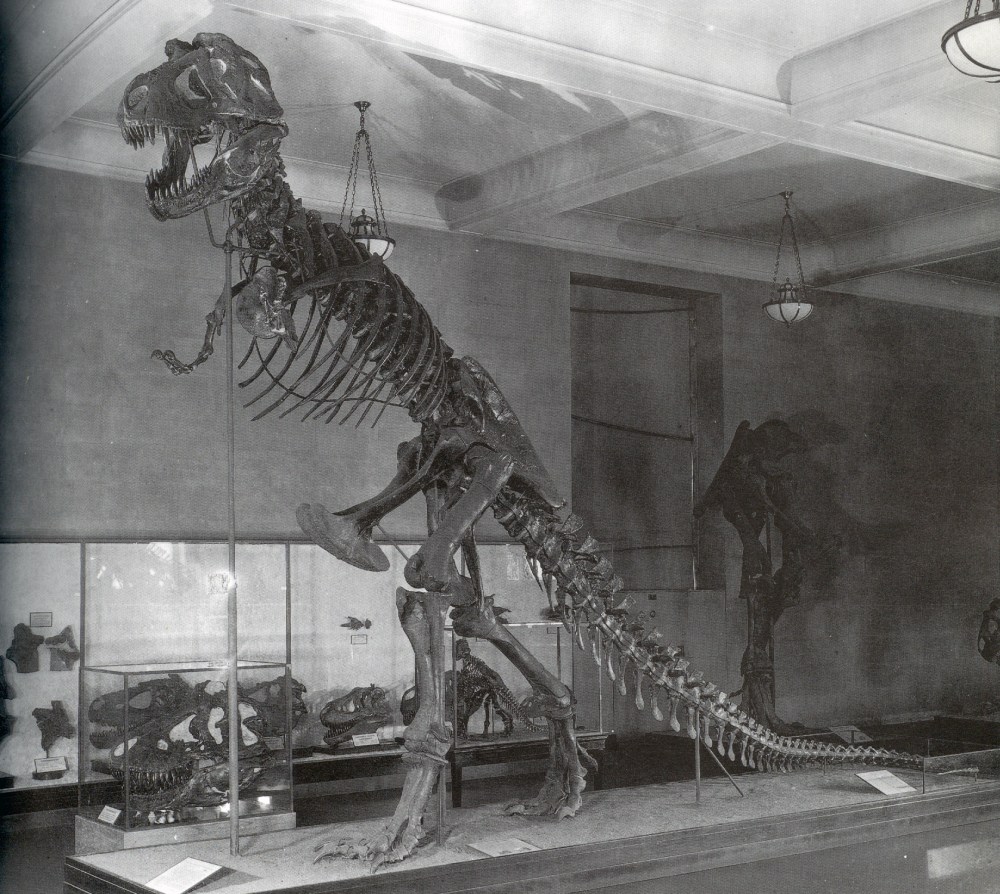 AMNH 5027 at 100 | EXTINCT MONSTERS