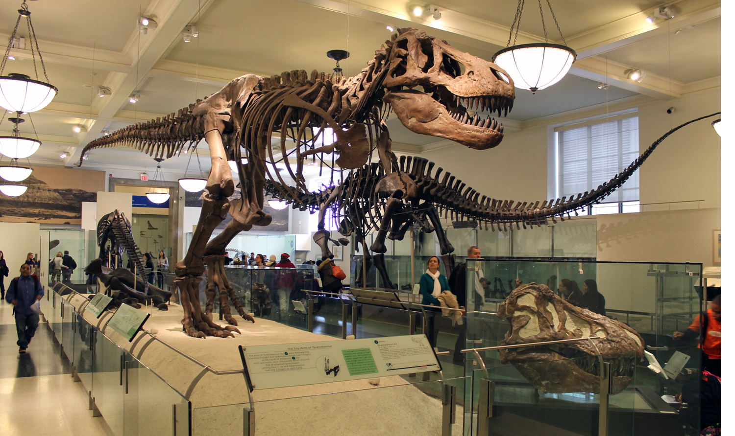 Fossil Mount FAQs | EXTINCT MONSTERS