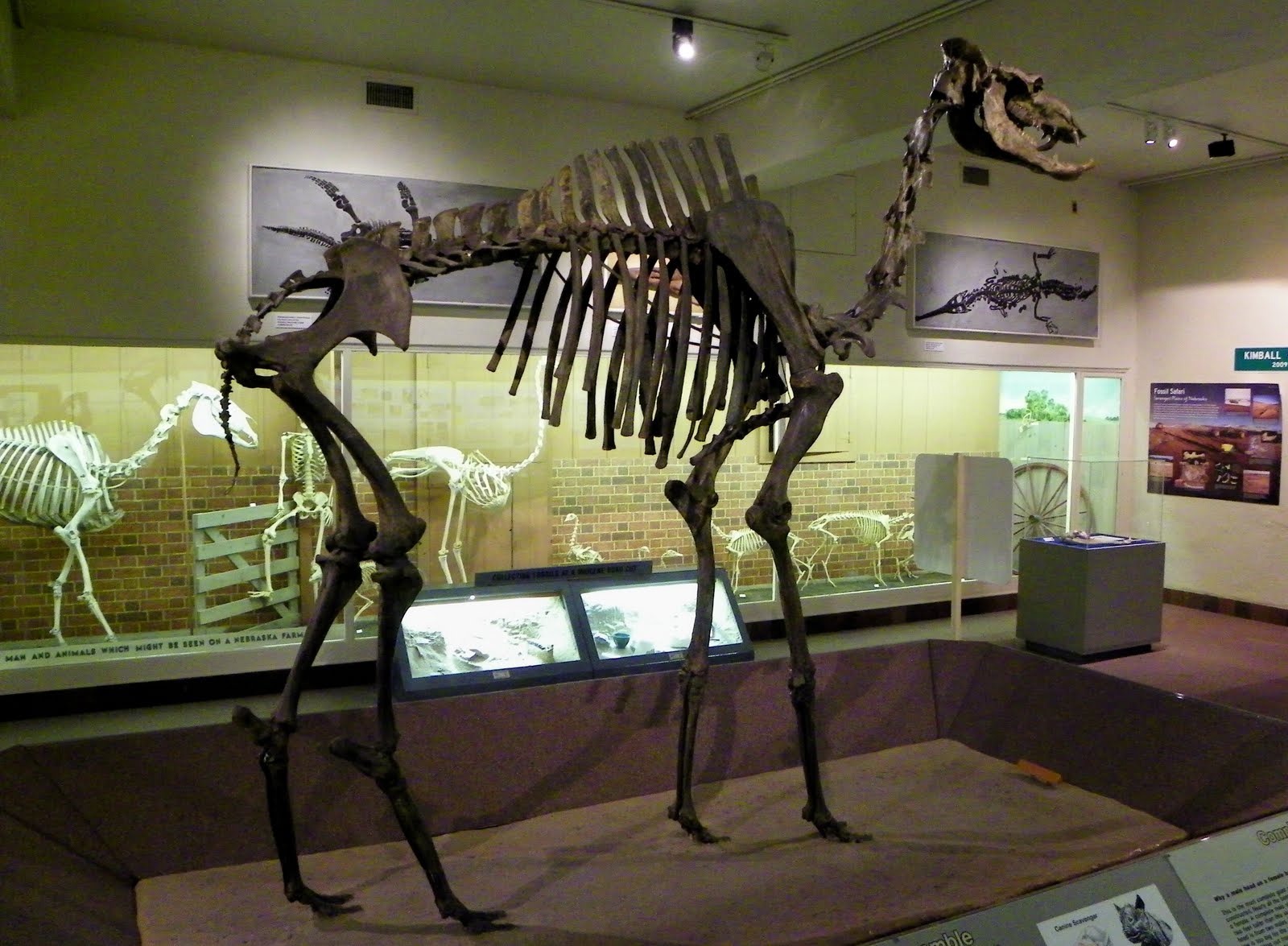 Fossil Mount FAQs | EXTINCT MONSTERS