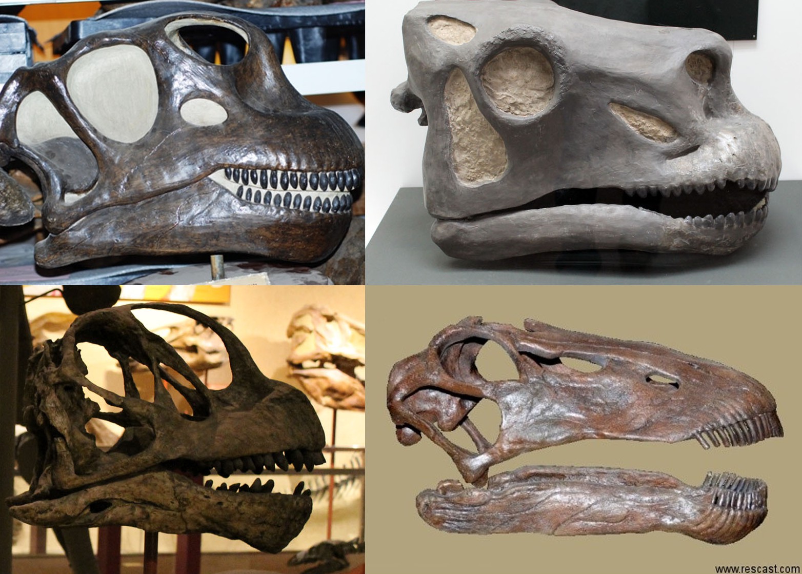 apatosaurus | EXTINCT MONSTERS