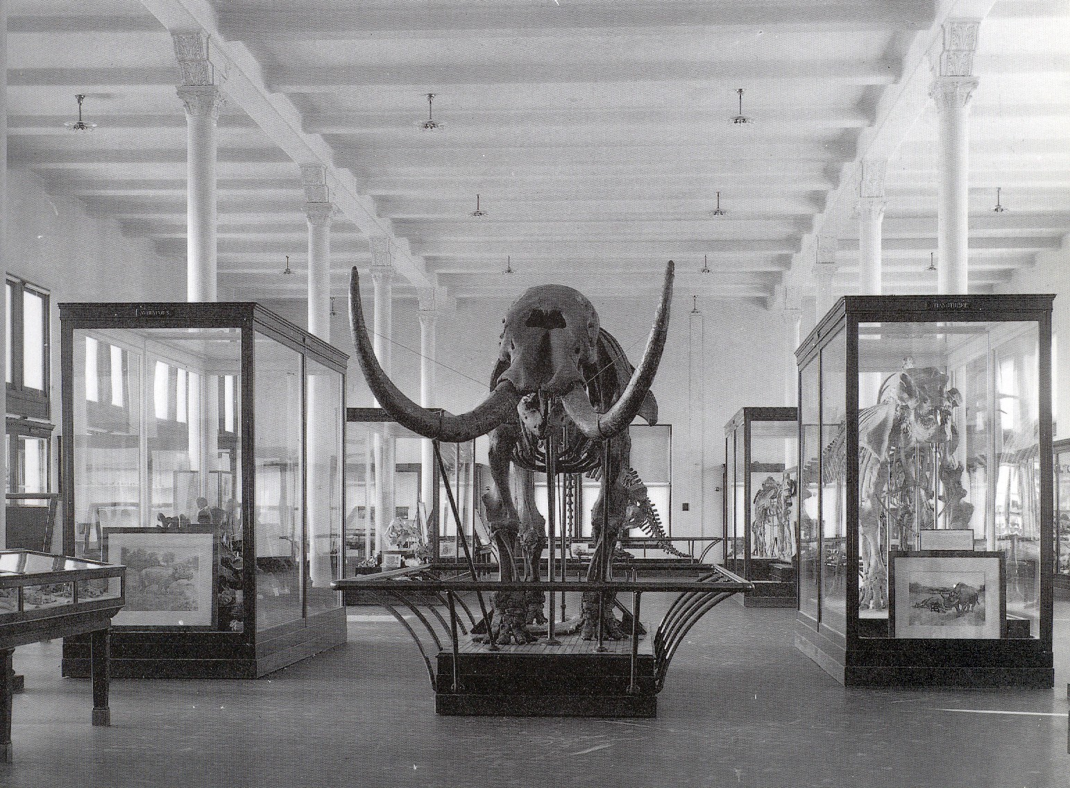 History of the AMNH Fossil Halls – Part 1 | EXTINCT MONSTERS