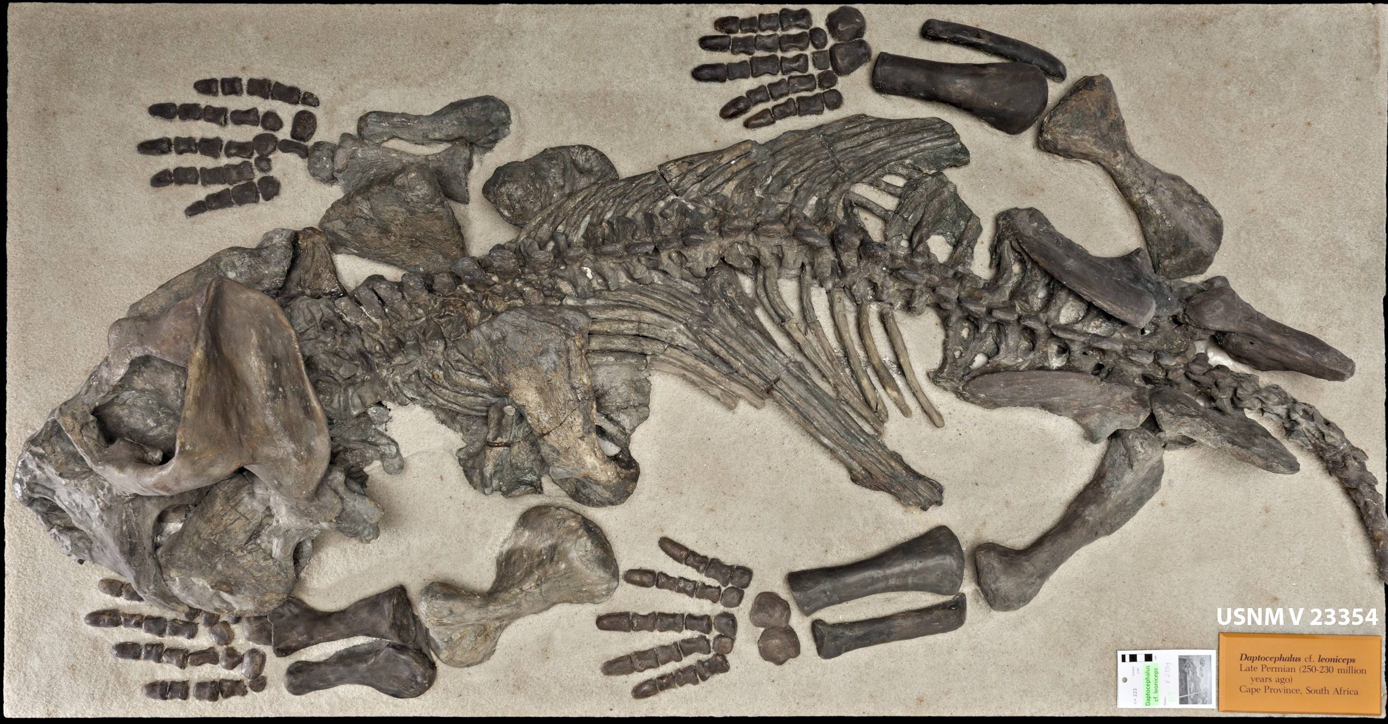 Permo-Triassic Synapsids at NMNH | EXTINCT MONSTERS