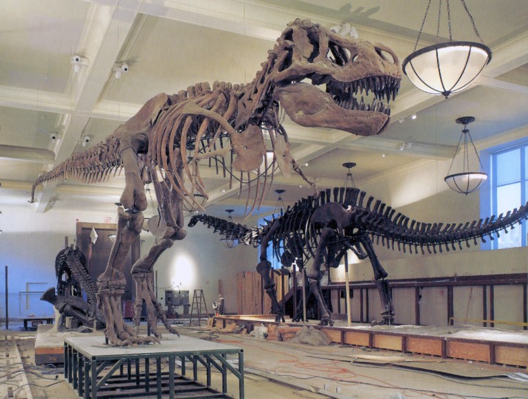 AMNH 5027 at 100 | EXTINCT MONSTERS