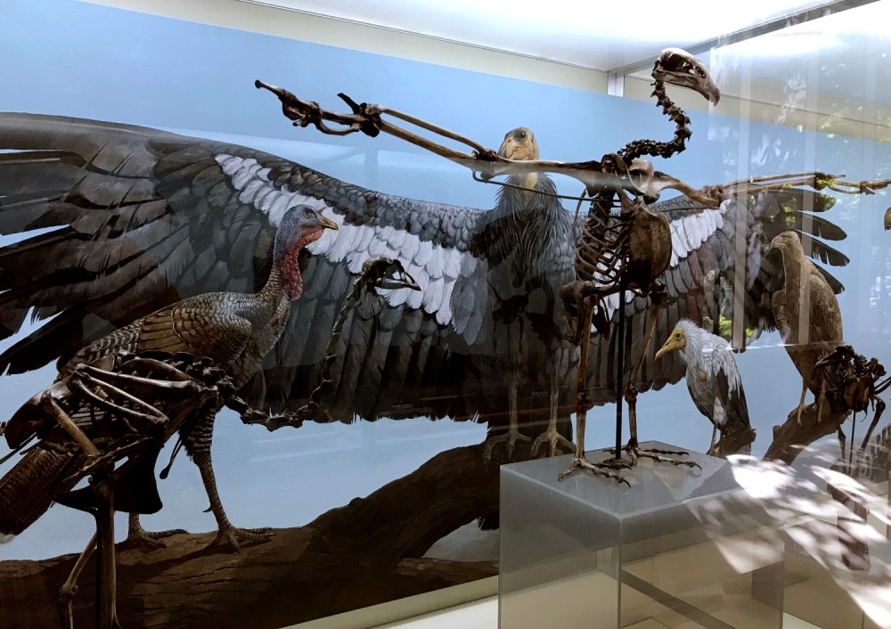 Paleontology Exhibits of California – Part 1 | EXTINCT MONSTERS