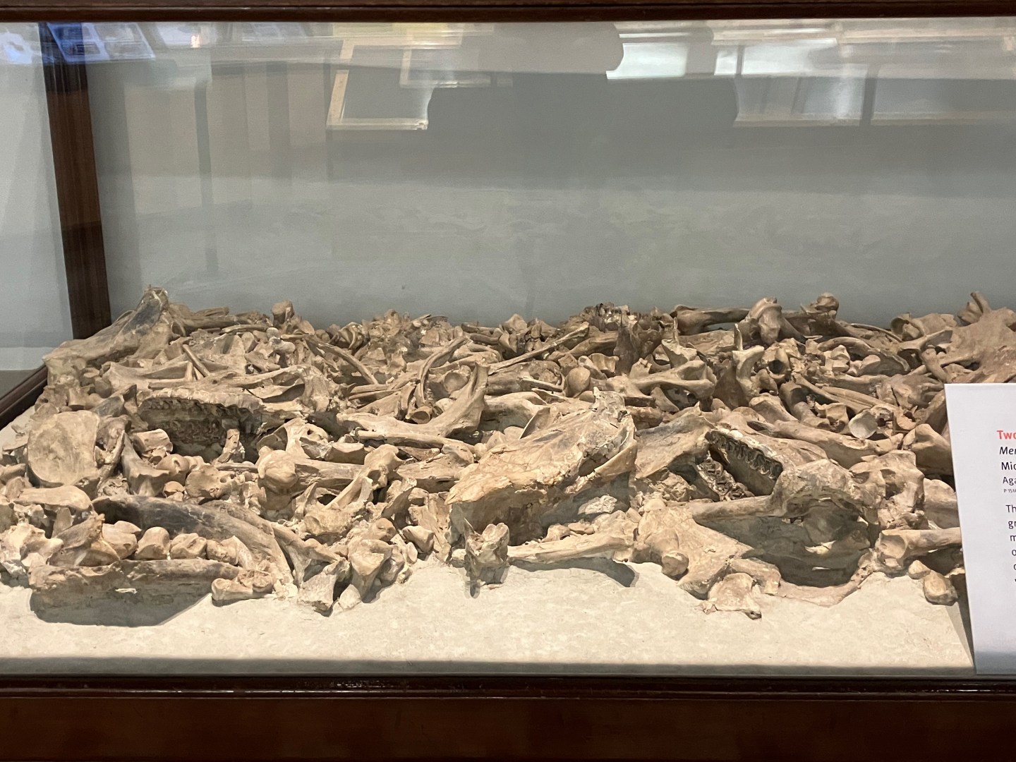 EXTINCT MONSTERS | Art, History, and Science of Museum Paleontology ...
