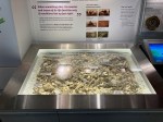 EXTINCT MONSTERS | Art, History, and Science of Museum Paleontology ...