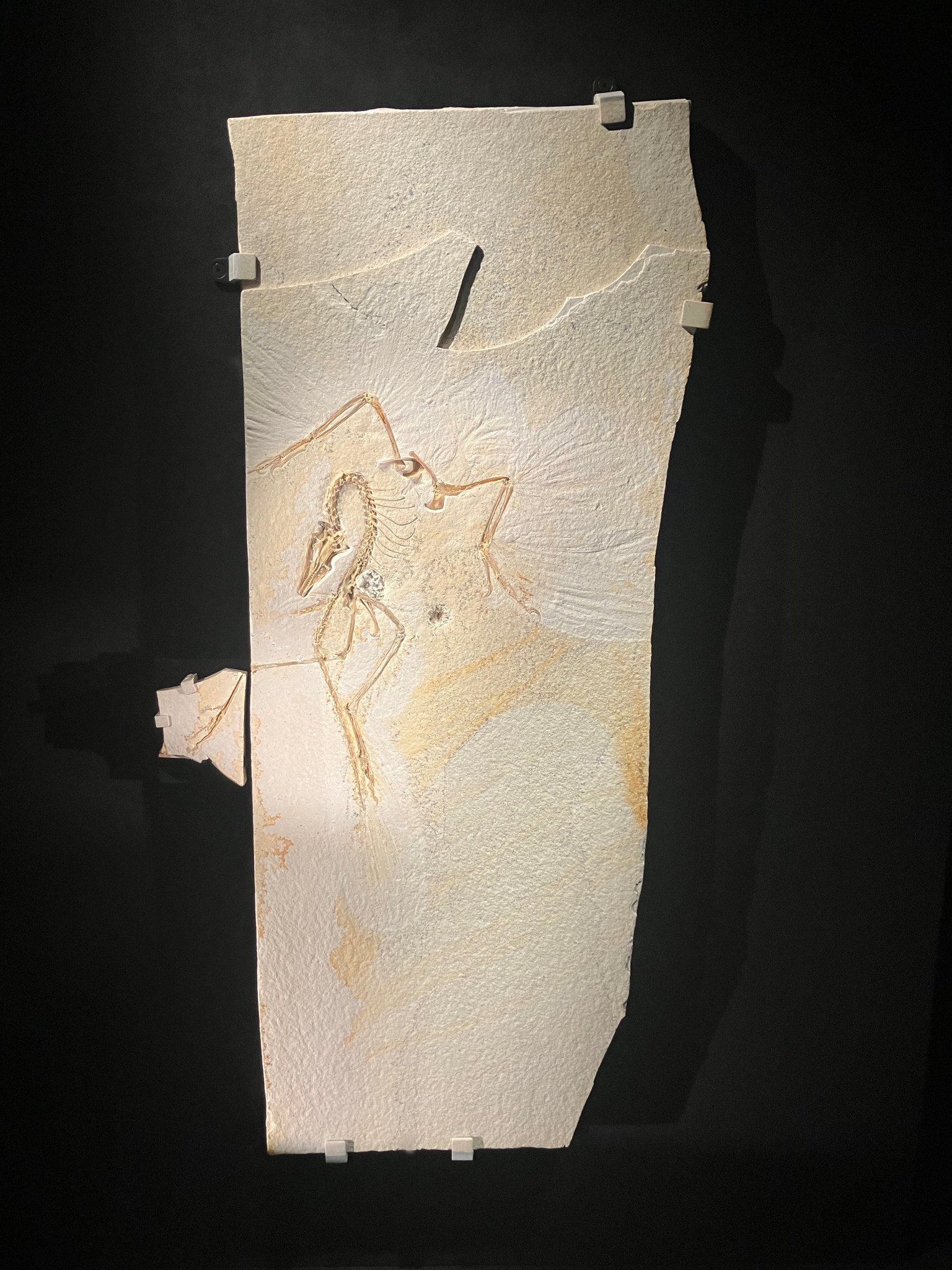 EXTINCT MONSTERS | Art, History, and Science of Museum Paleontology