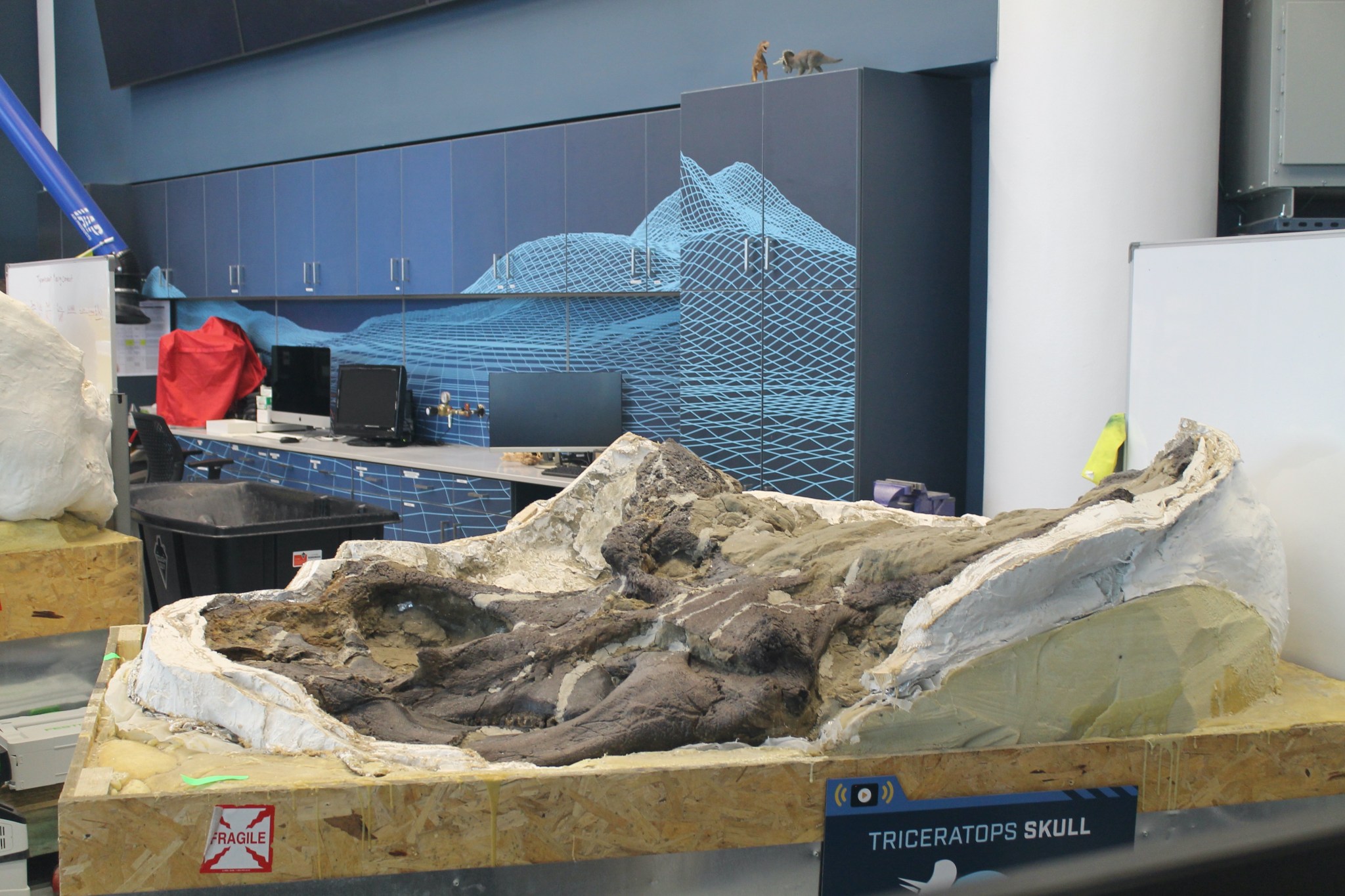 The Dueling Dinosaurs: famous fossils in an open lab | EXTINCT MONSTERS