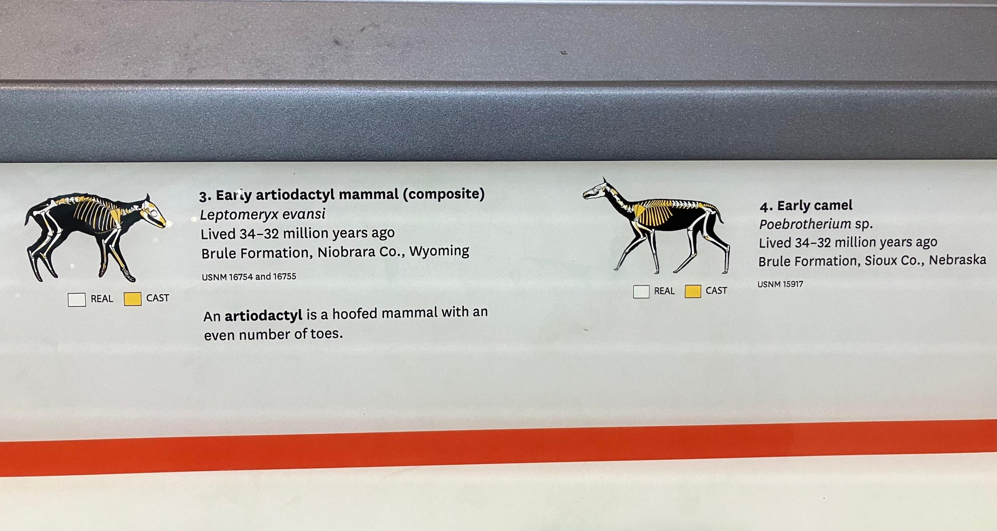 EXTINCT MONSTERS | Art, History, and Science of Museum Paleontology