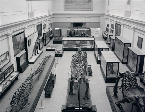 EXTINCT MONSTERS | Art, History, and Science of Museum Paleontology